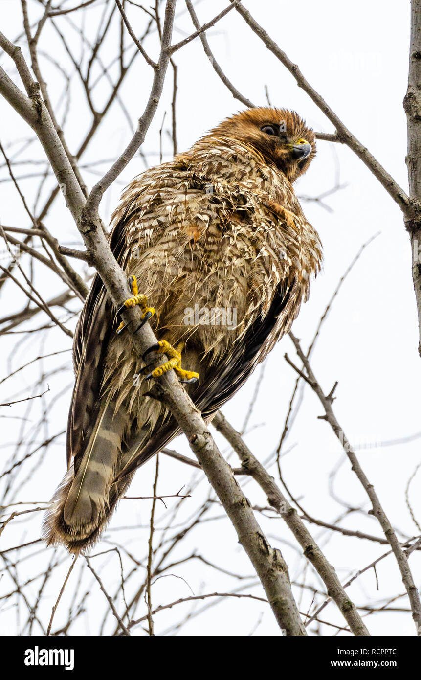 A wet Red Shouldered Hawk at the Colusa National Wildlife Refuge in ...