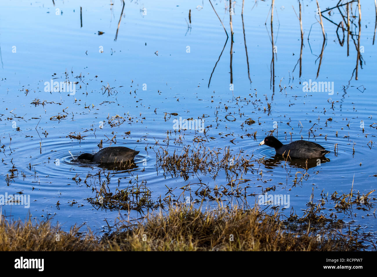 Common Coots at the Merced National Wildlife Refuge in Central California USA Stock Photo - Alamy