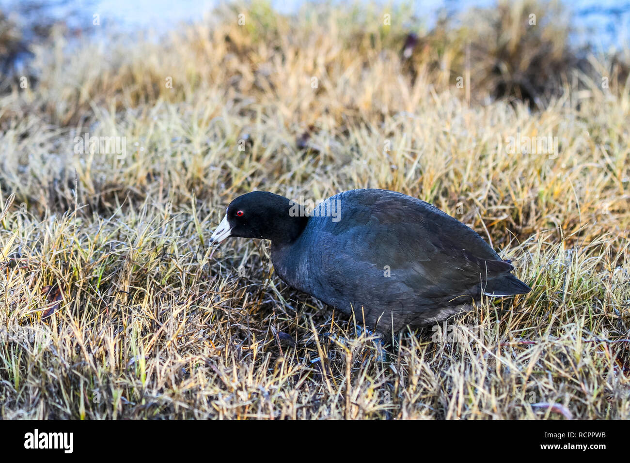 Common Coots at the Merced National Wildlife Refuge in Central ...