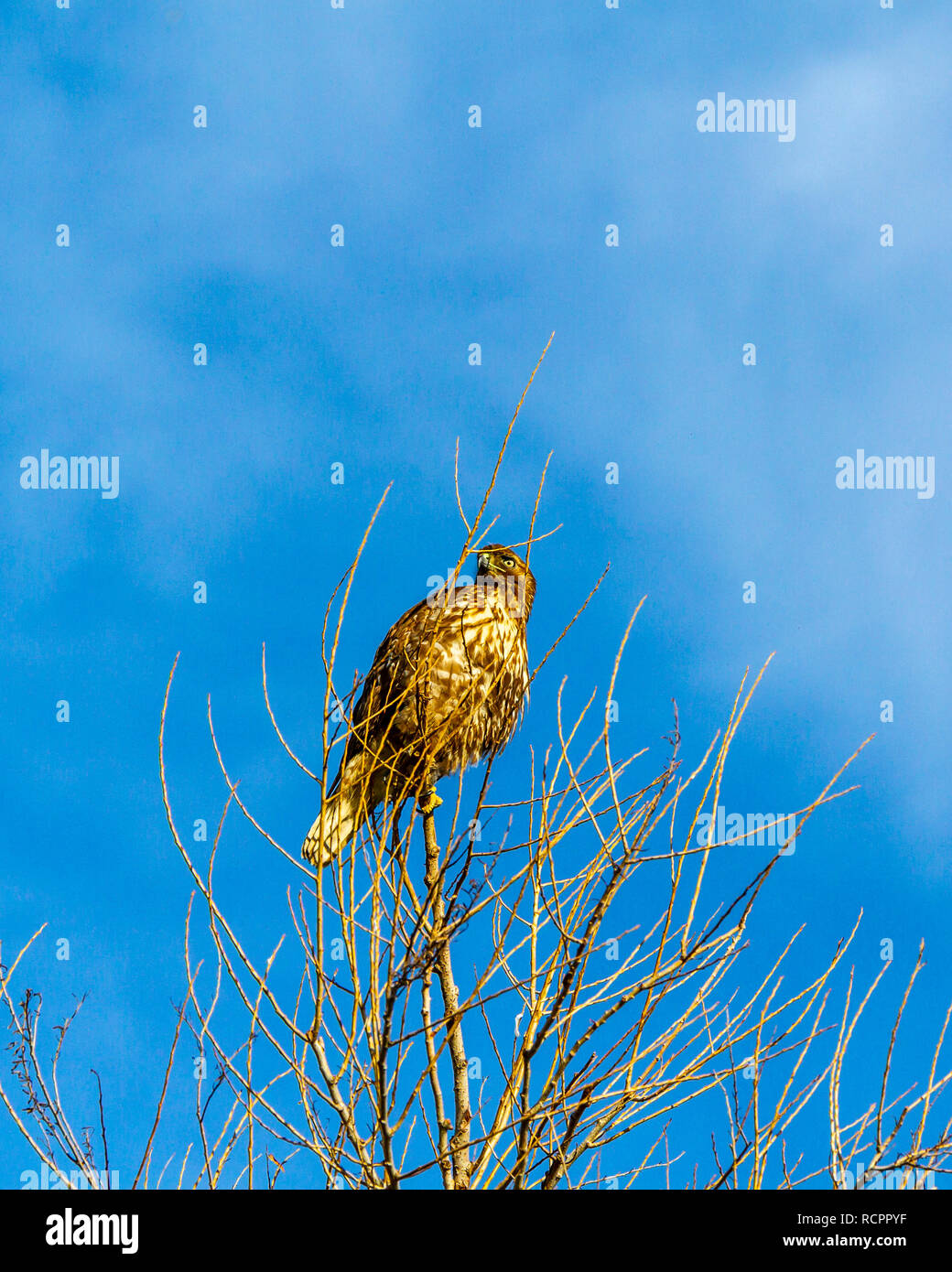 Red tailed Hawk at the Sacramento National Wildlife Refuge in Northern ...