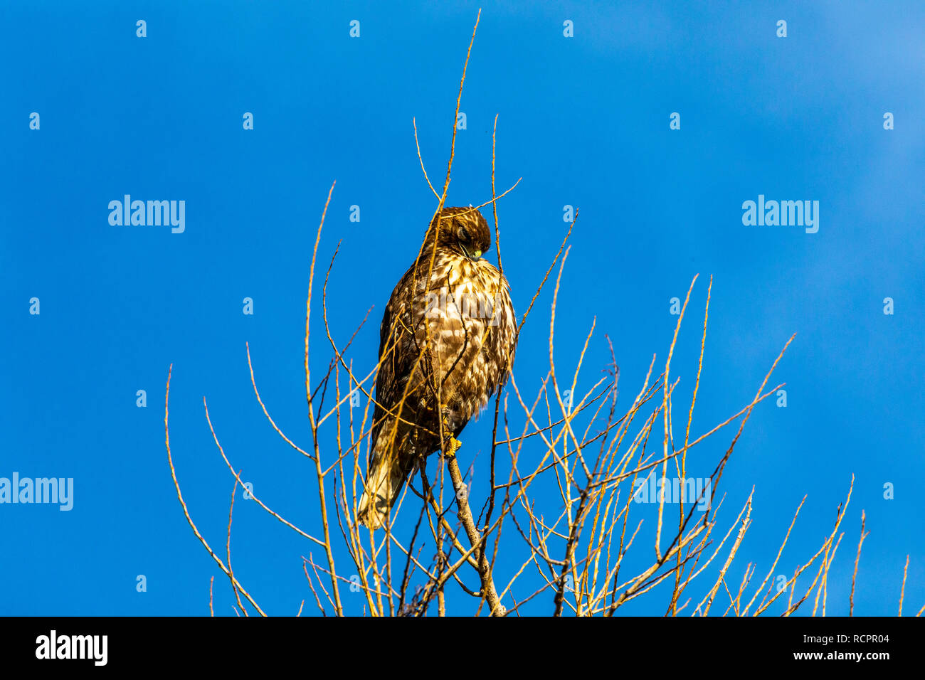 Red tailed Hawk at the Sacramento National Wildlife Refuge in Northern ...