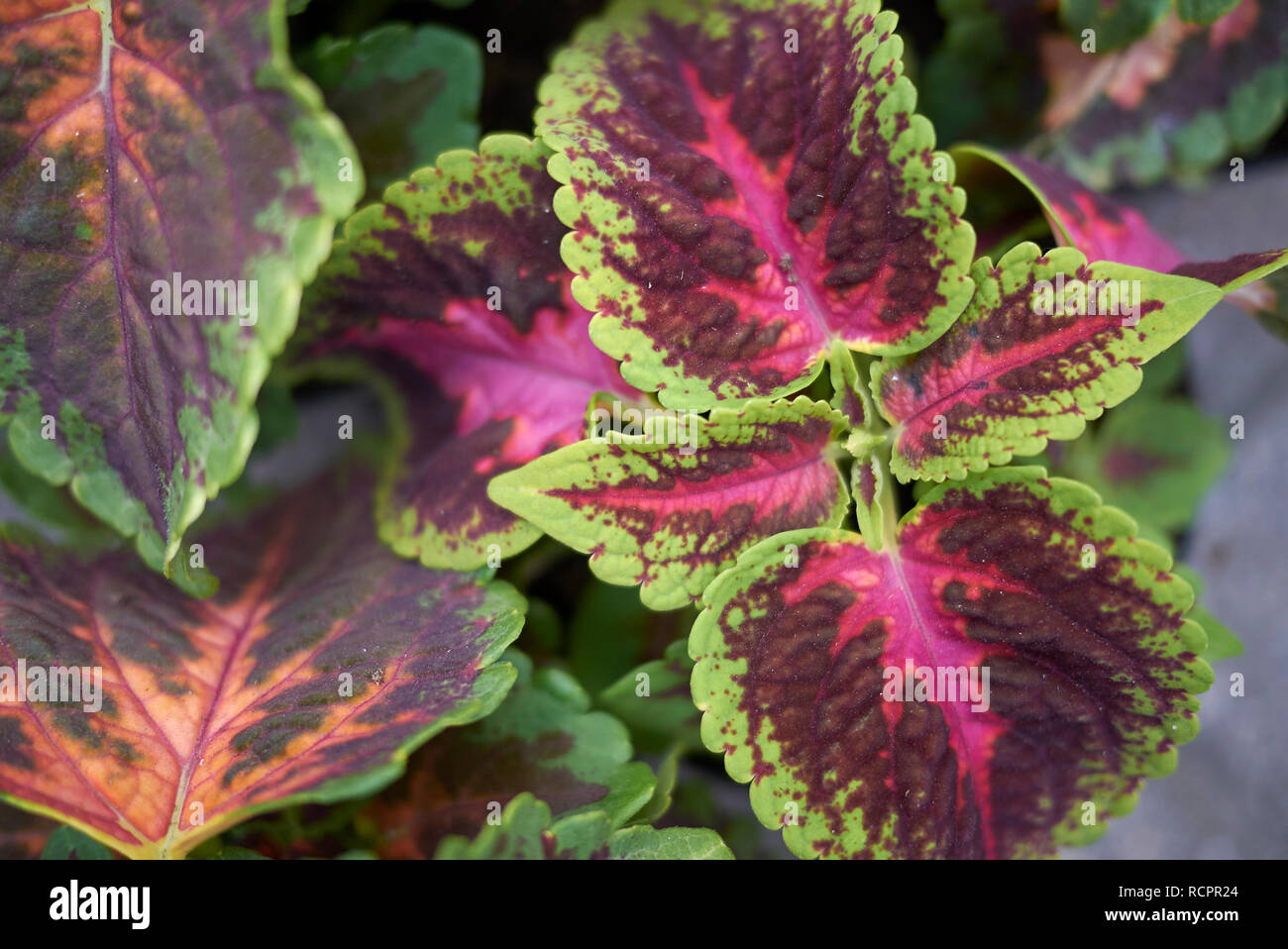 Coleus blumei leaves Stock Photo - Alamy