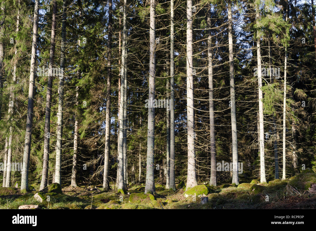 Bright spruce tree forest with sunlit tall trees Stock Photo - Alamy