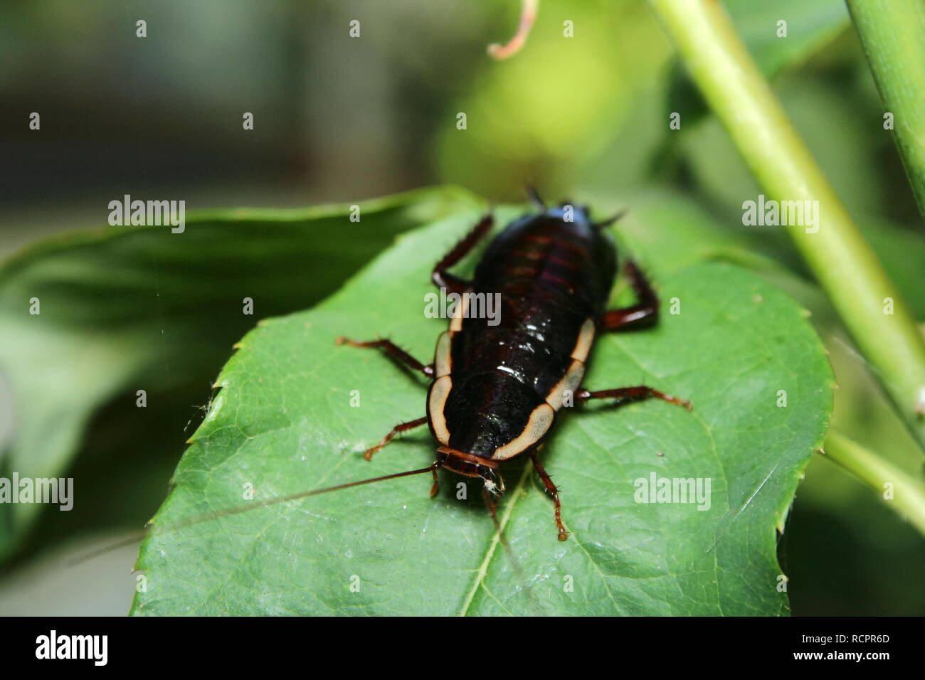 Australian Shining Cockroach, Drymaplaneta communis, resting on a rose ...