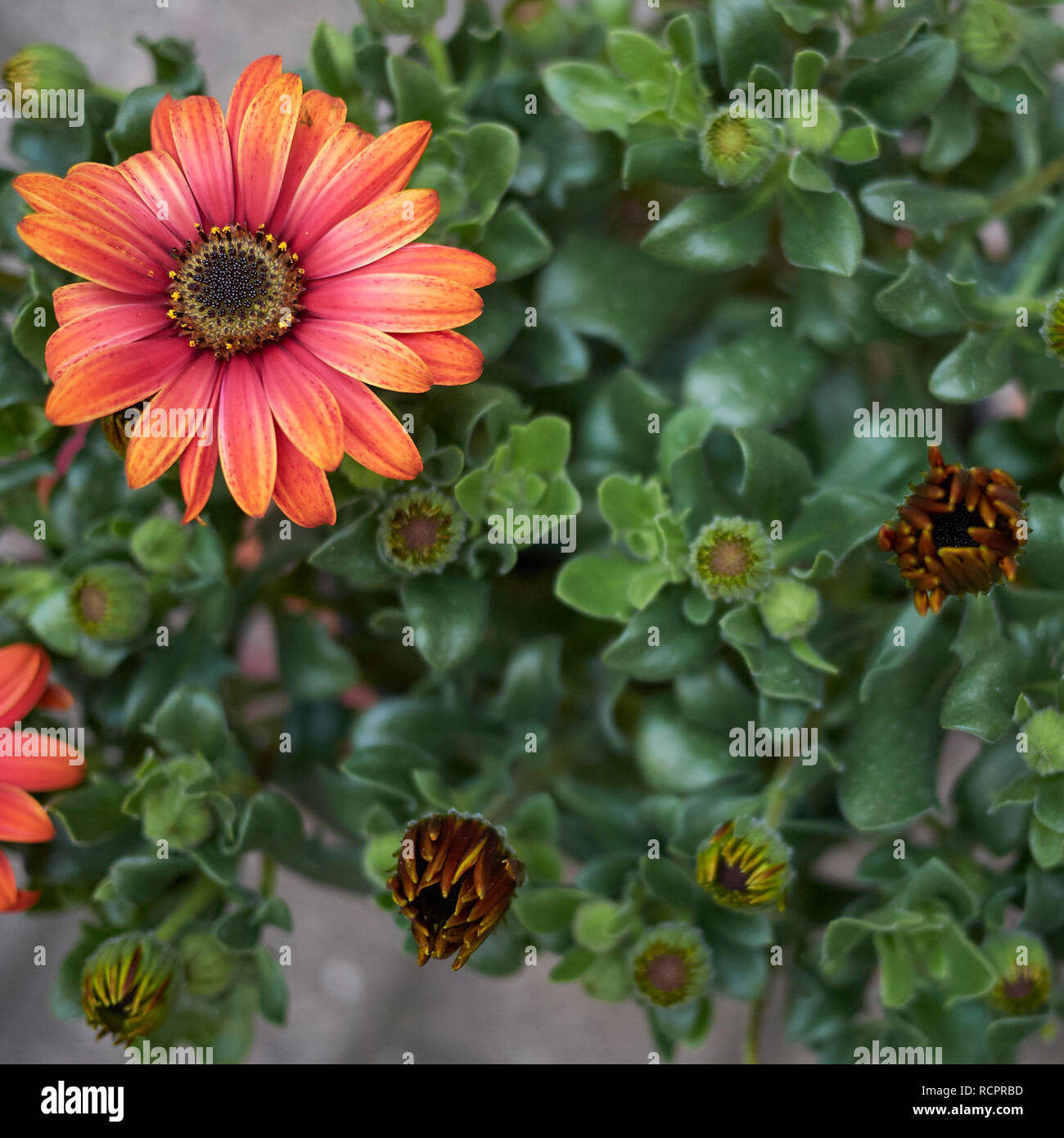 Dimorphotheca red flowers Stock Photo - Alamy