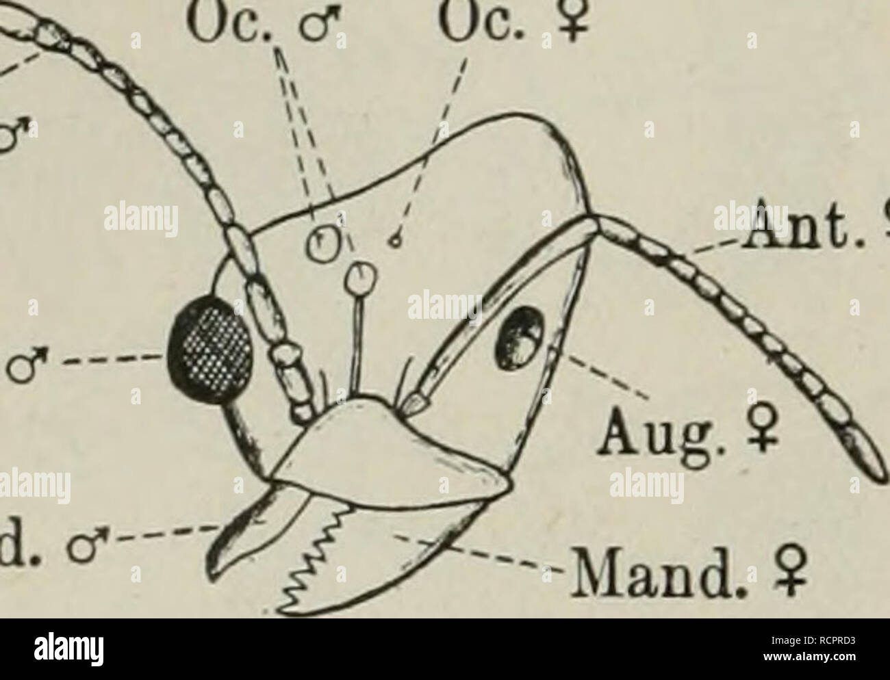 . Die Ameise. Schilderung ihrer Lebensweise. Ants. 60 Polymorphismus ...