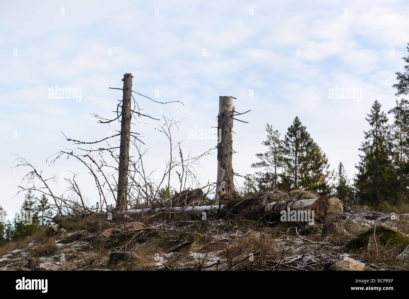 Tall tree stumps and a fallen tree trunk in a clear cut forest area ...