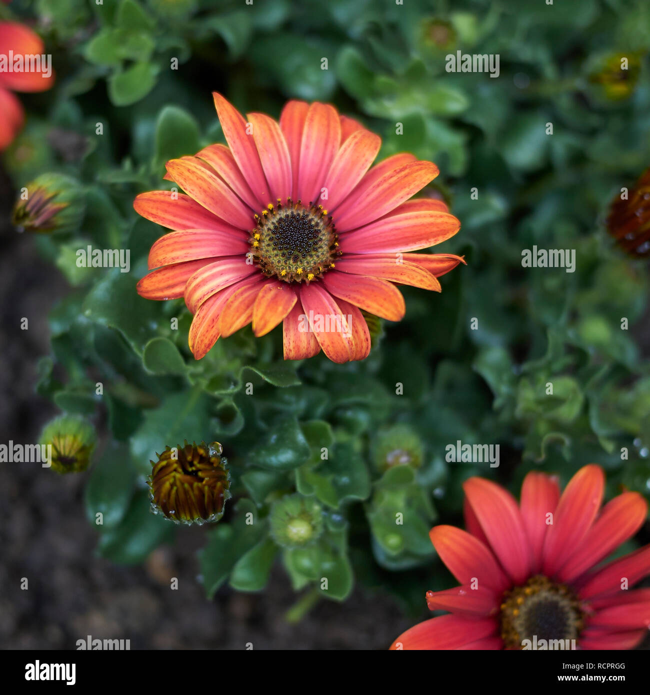 Dimorphotheca red flowers Stock Photo - Alamy