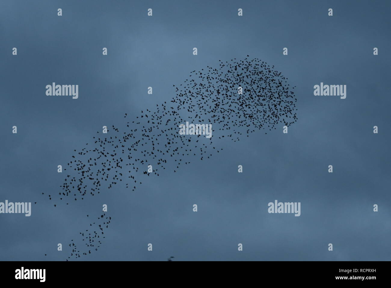 Starling murmuration at Attenborough nature reserve Stock Photo - Alamy