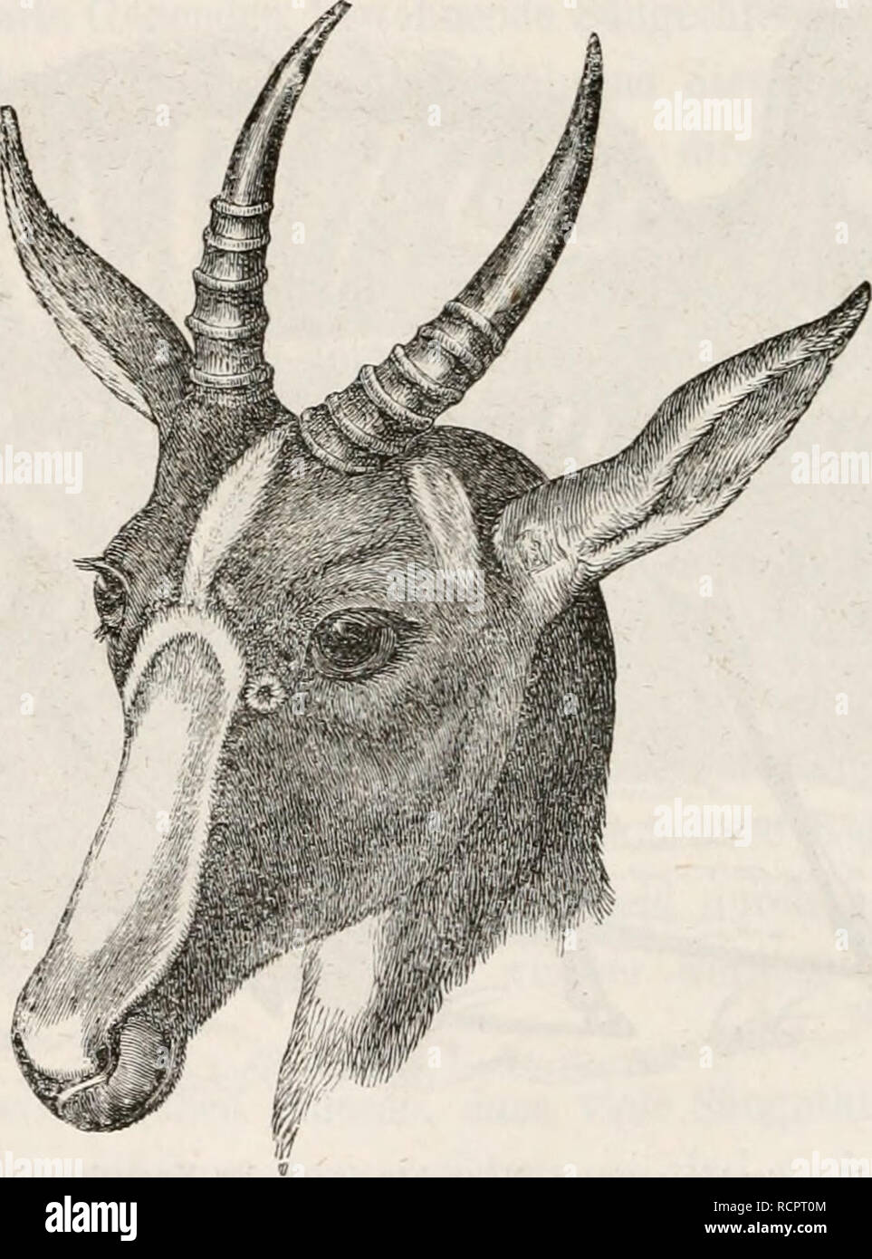 Antílope elegante hi-res stock photography and images - Alamy