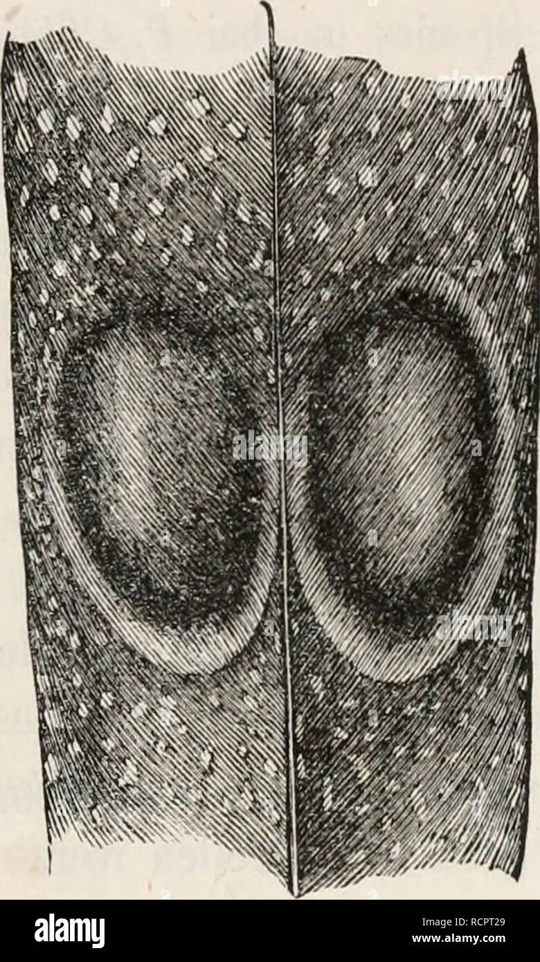 Plectron hi-res stock photography and images - Alamy