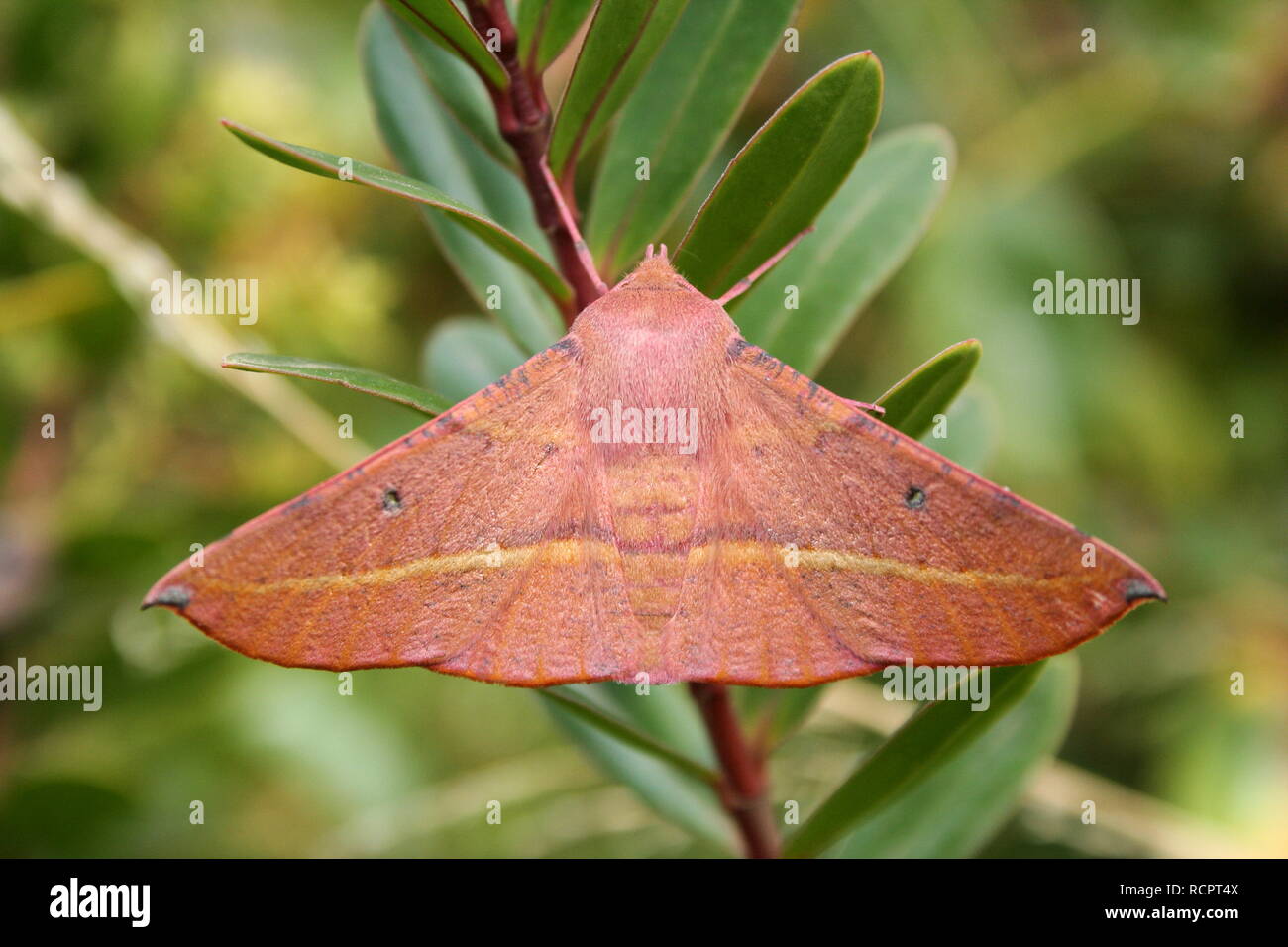 Pink bellied moth caterpillar hi-res stock photography and images - Alamy