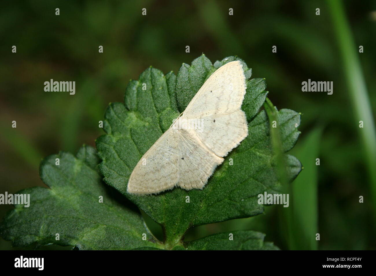 Geometrid moth up close hi-res stock photography and images - Alamy