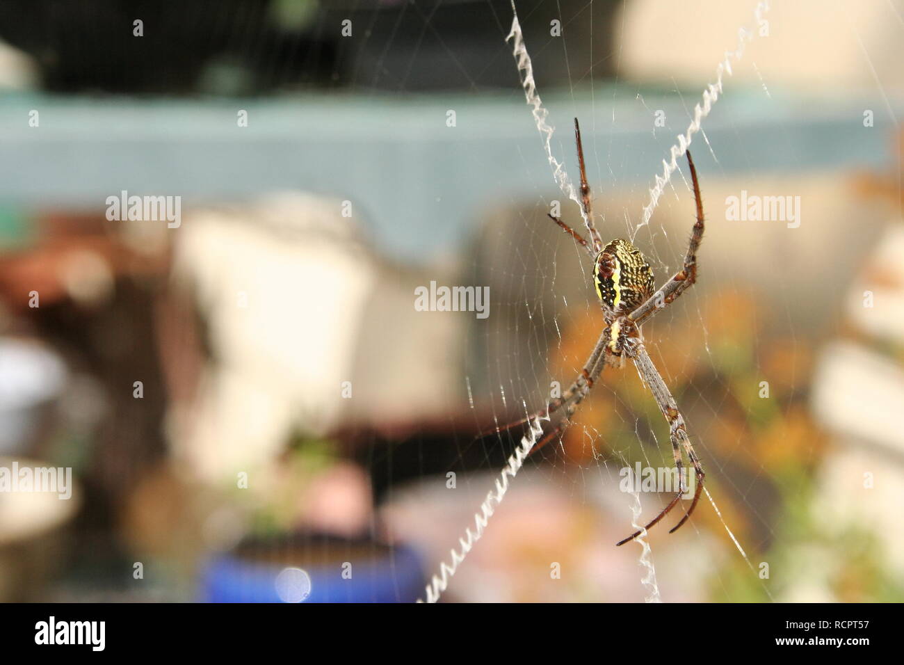 St Andrew's Cross spider Stock Photo - Alamy
