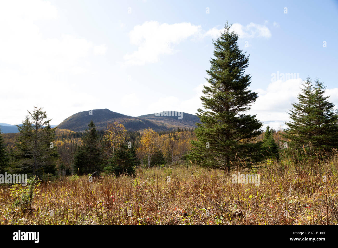 Trees and undergrowth in Gaspésie National Park (Parc National de la ...