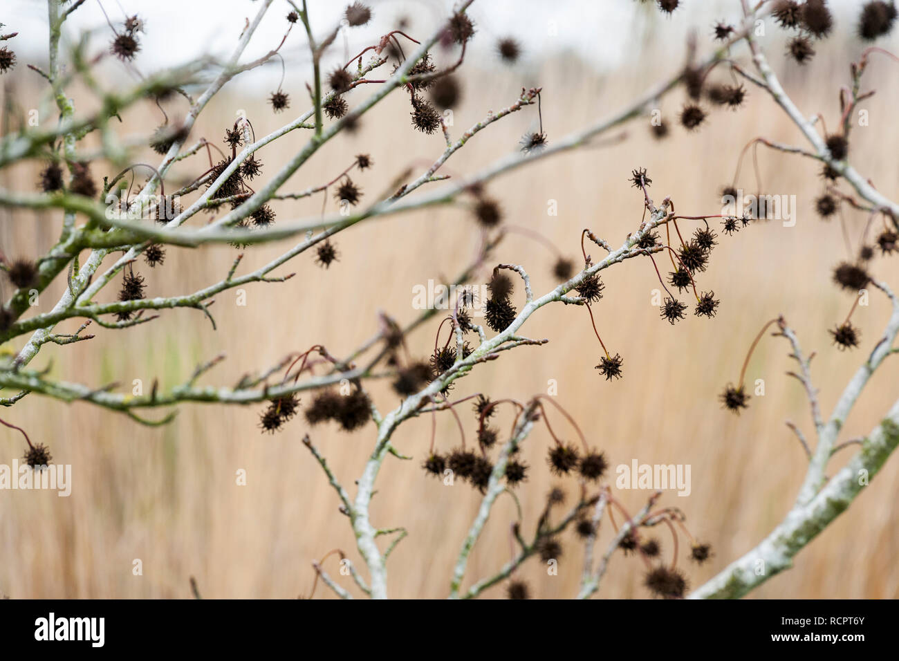 Silver birch tree burrs hi-res stock photography and images - Alamy