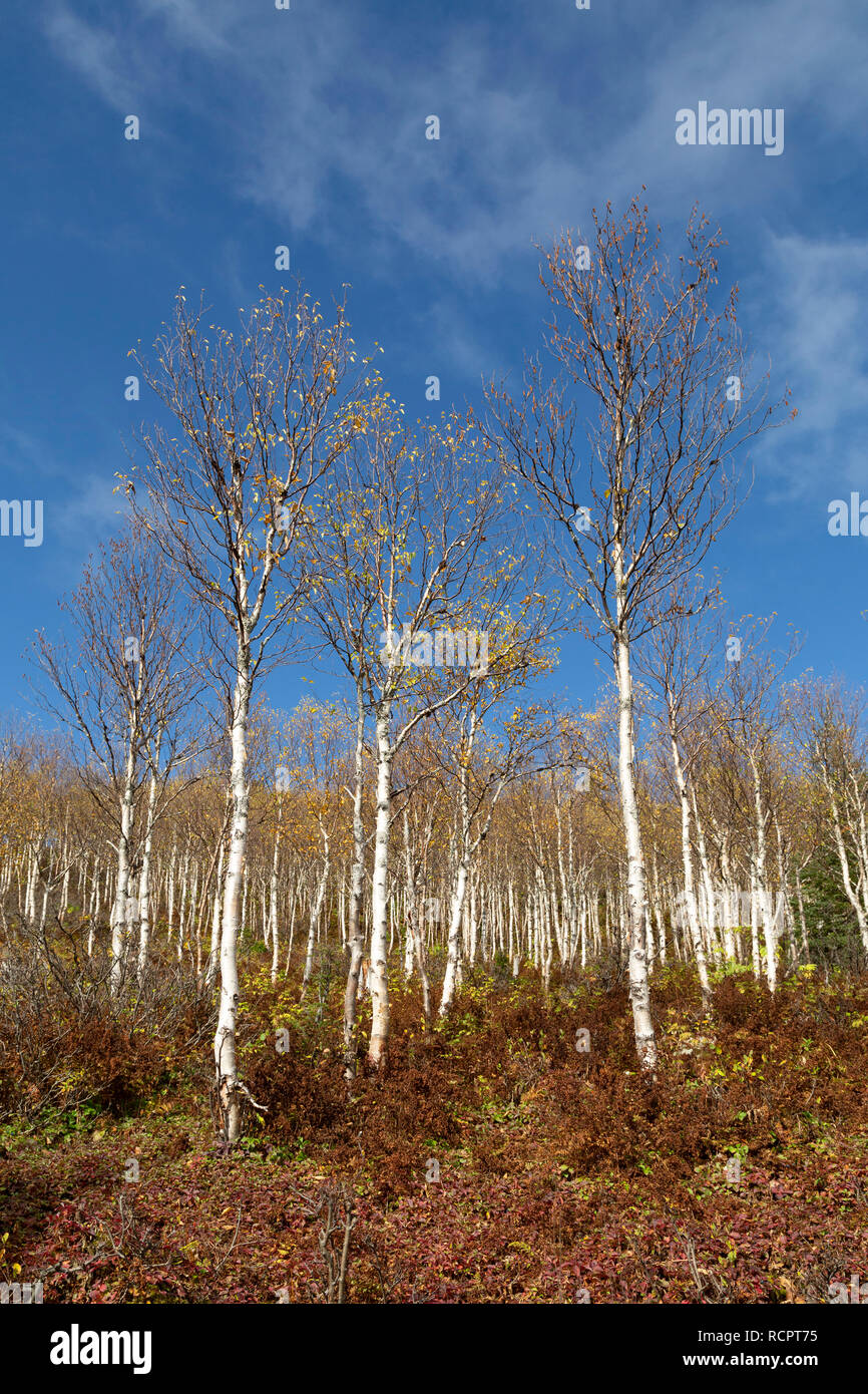 Birch trees in Gaspésie National Park (Parc National de la Gaspésie) on ...
