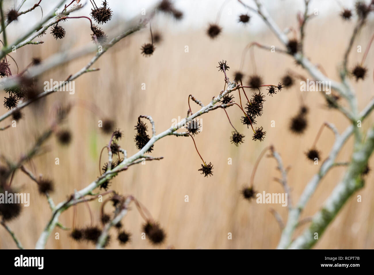 Silver birch tree burrs hi-res stock photography and images - Alamy