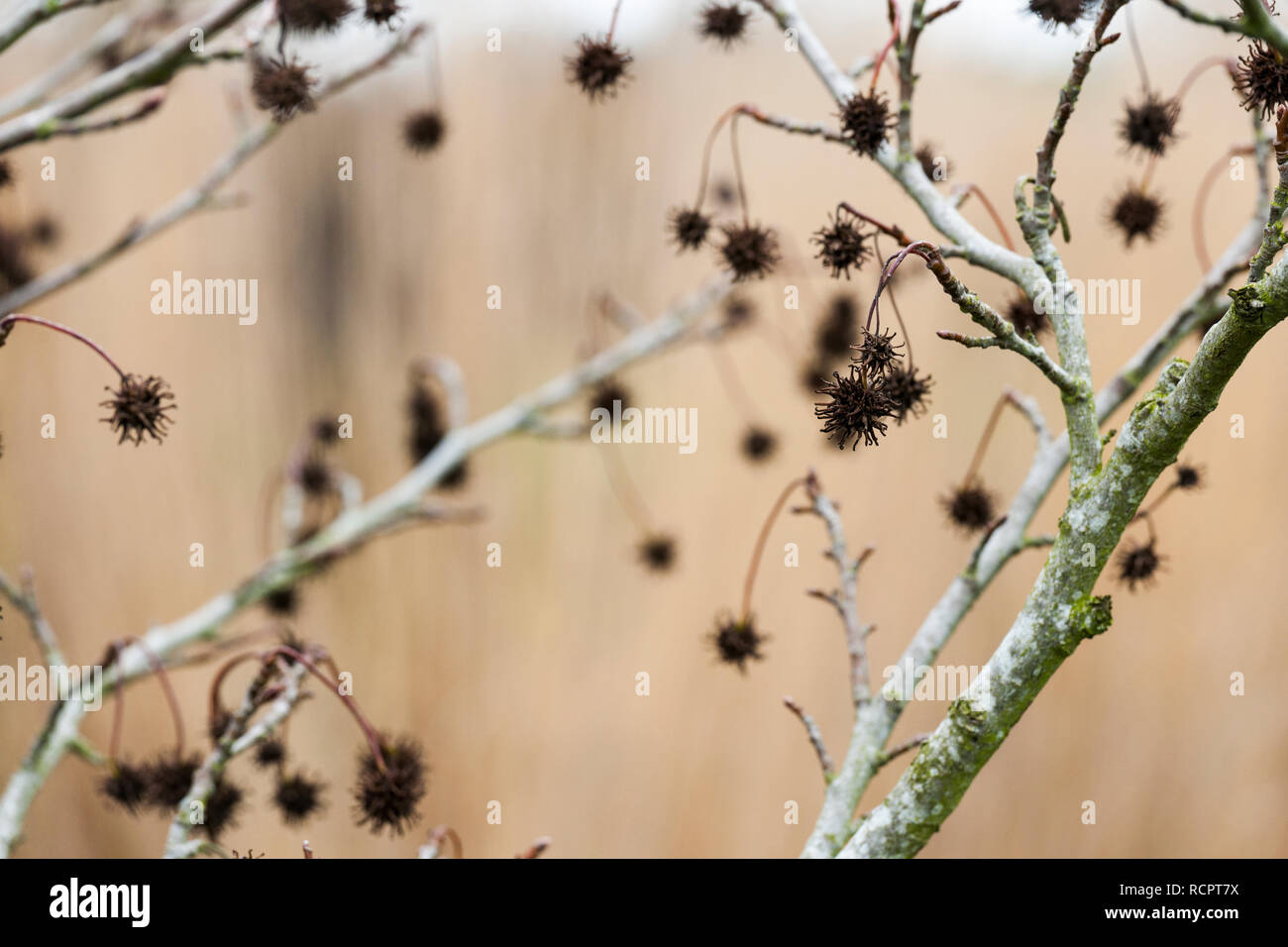 Silver birch tree burrs hi-res stock photography and images - Alamy