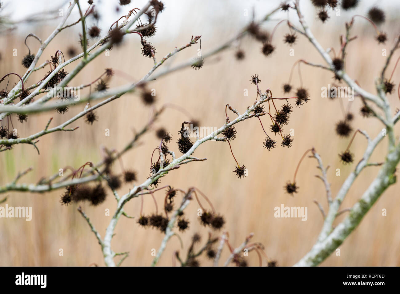 Silver birch tree burrs hi-res stock photography and images - Alamy