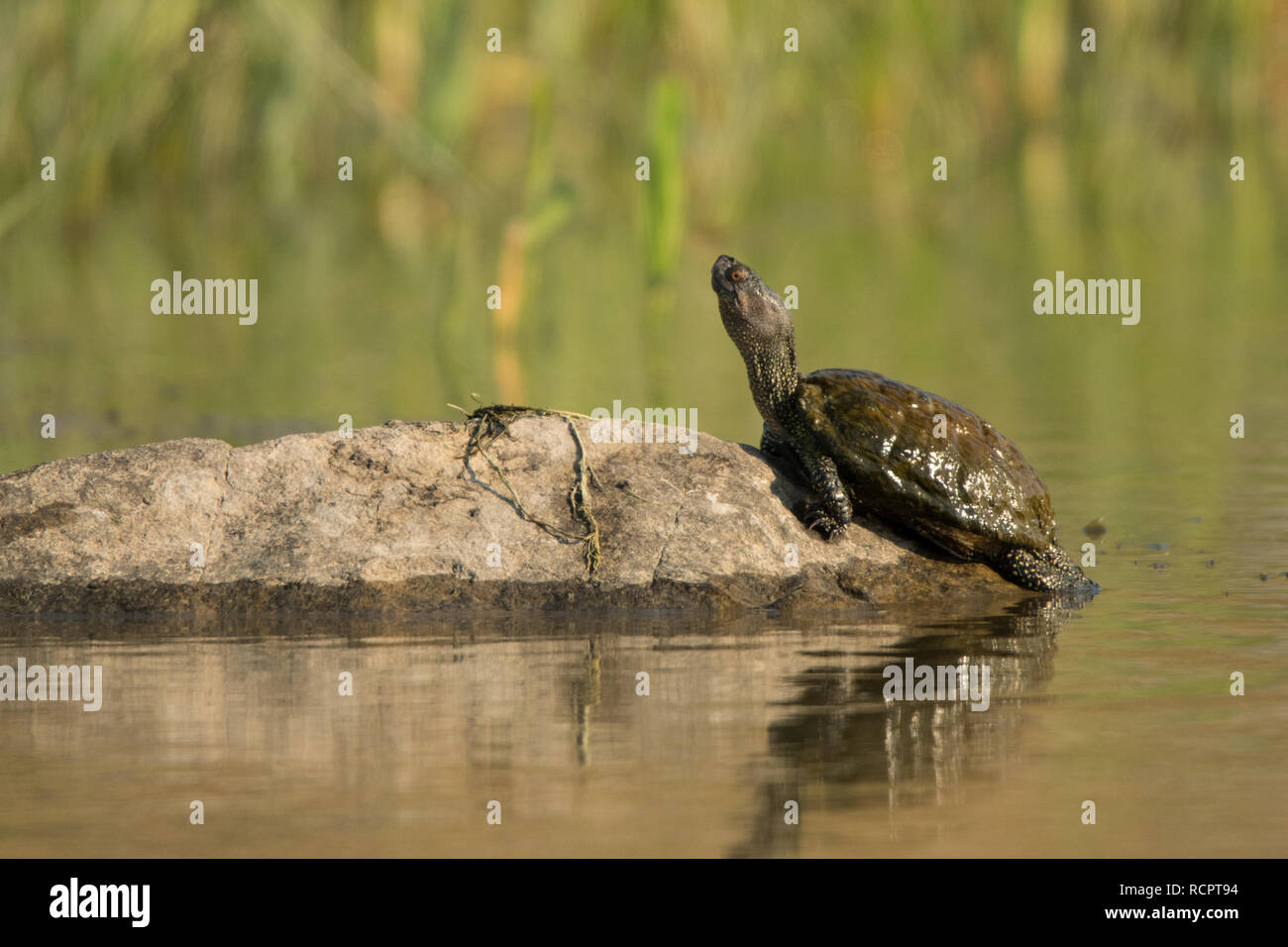 Turtle pond european emys orbicularis hi-res stock photography and ...