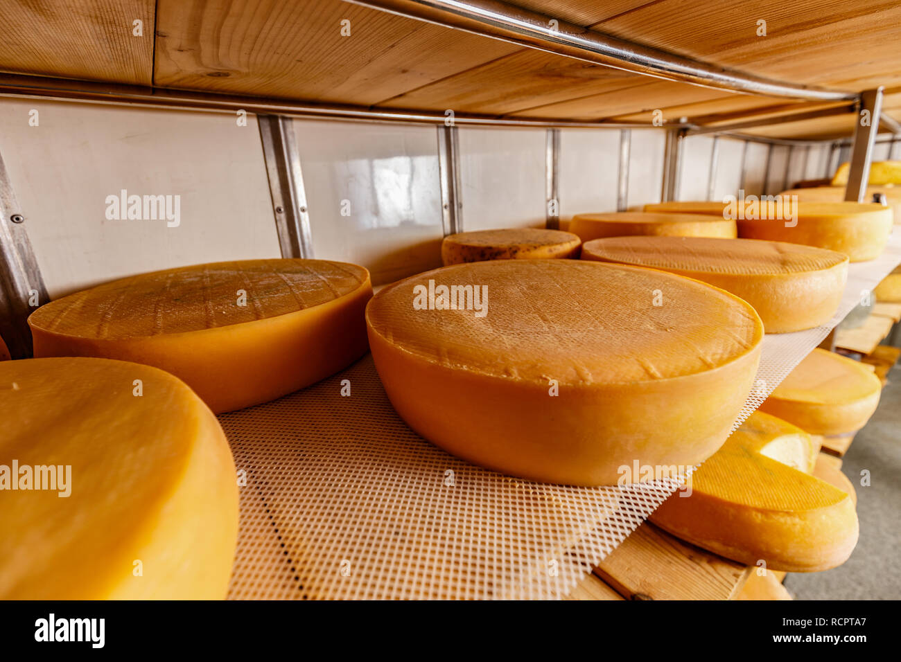 Rows of cheese pieces on wooden shelves in store or at milk factory ...