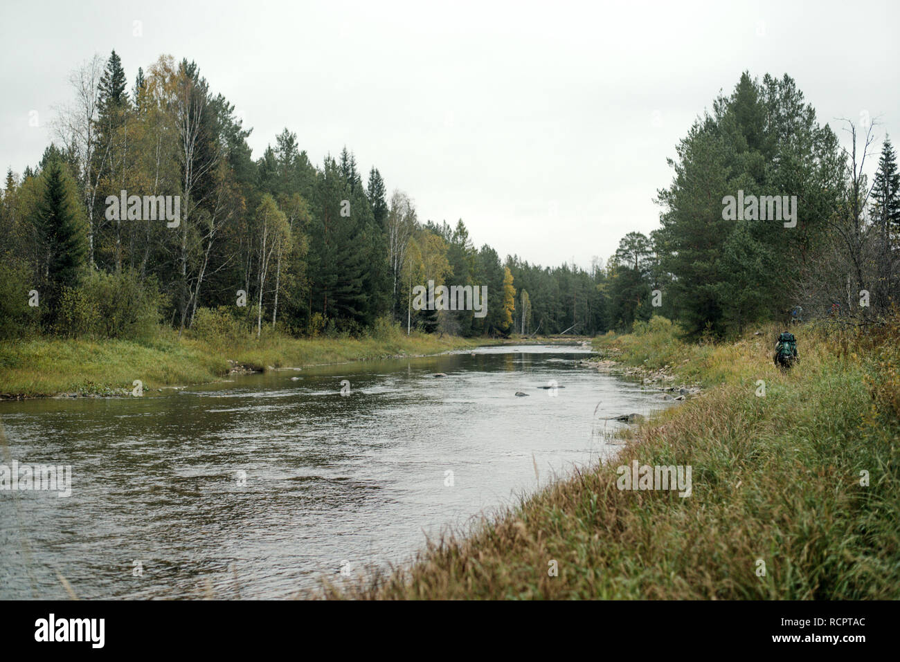 Autumn landscape with river, pine trees and birches Stock Photo - Alamy
