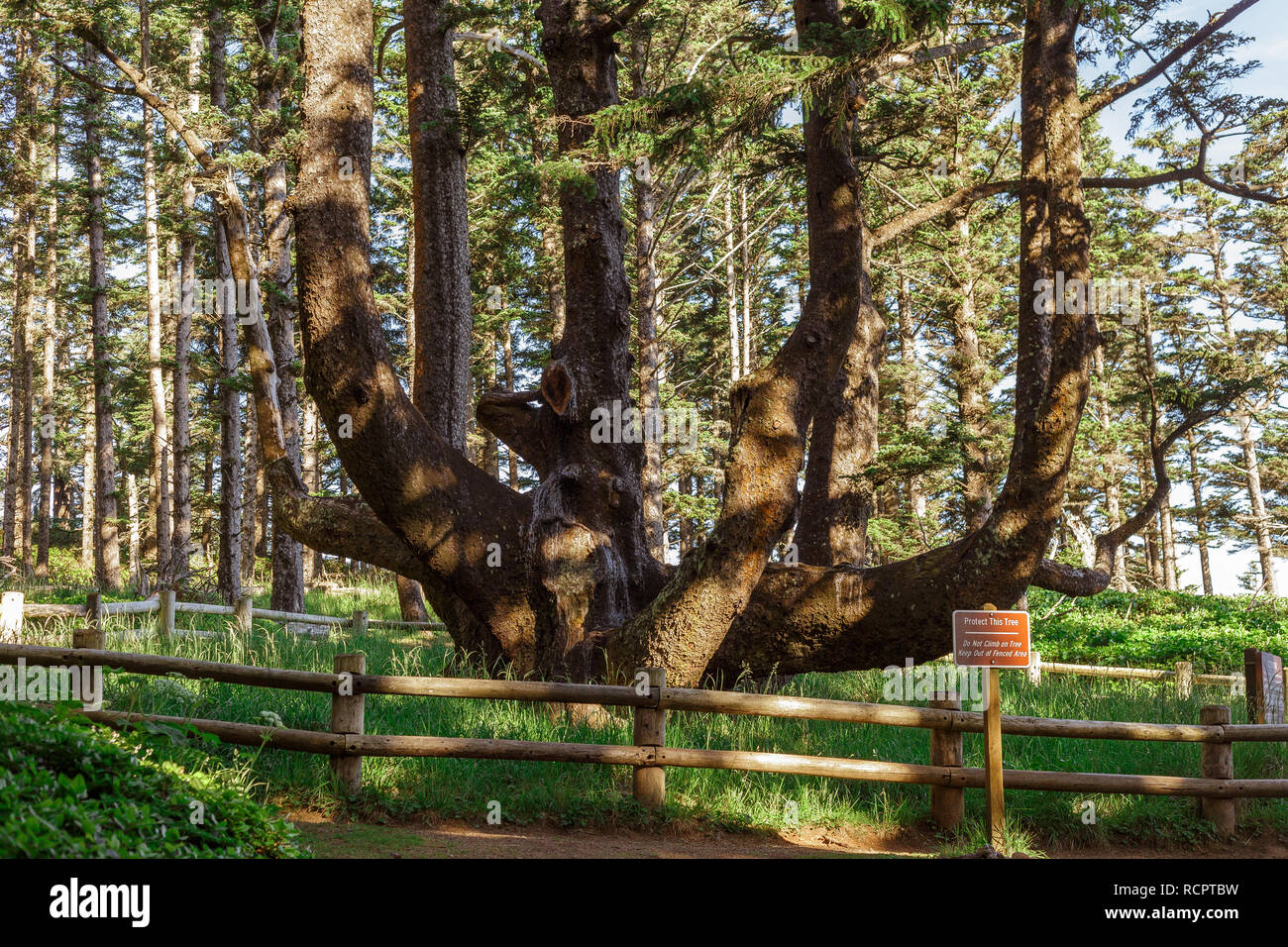 Massive oddly-shaped Octopus Tree (also known as the Council Tree, the ...