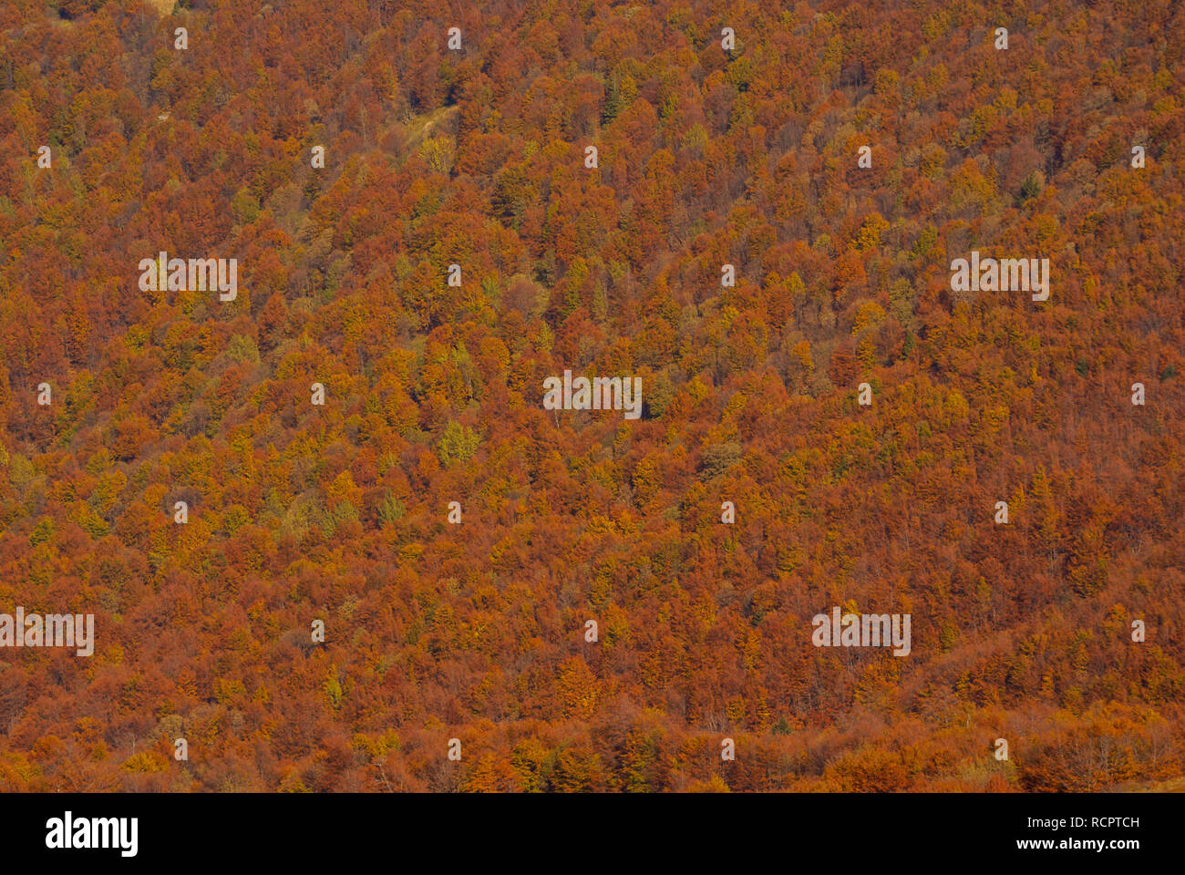 Amazing autumn colors in the Bieszczady Mountains. Poland Stock Photo ...