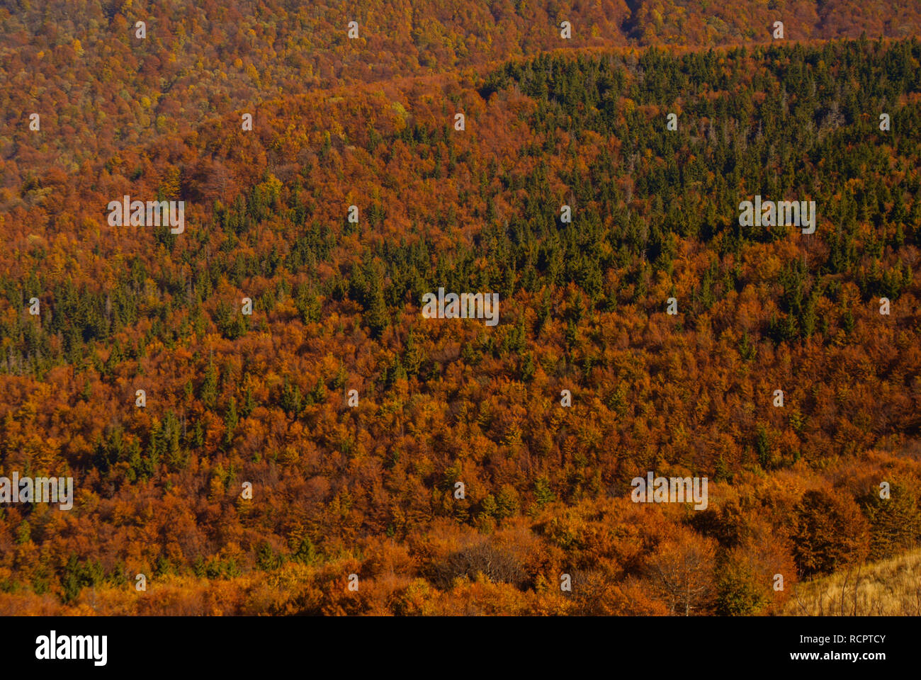 Amazing autumn colors in the Bieszczady Mountains. Poland Stock Photo ...