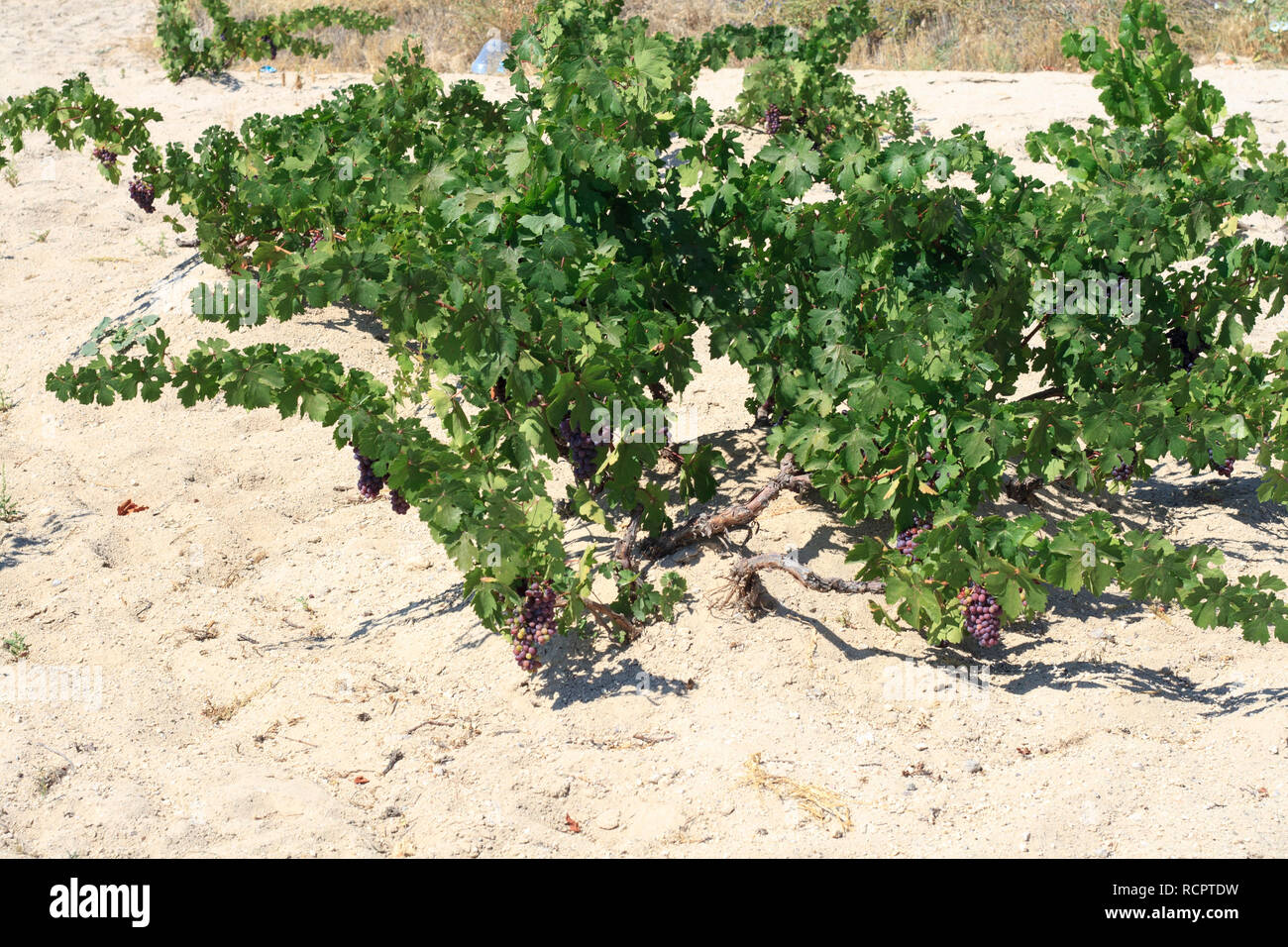 valleys of Cappadocia surrounded by trees,grapes and vines Stock Photo ...