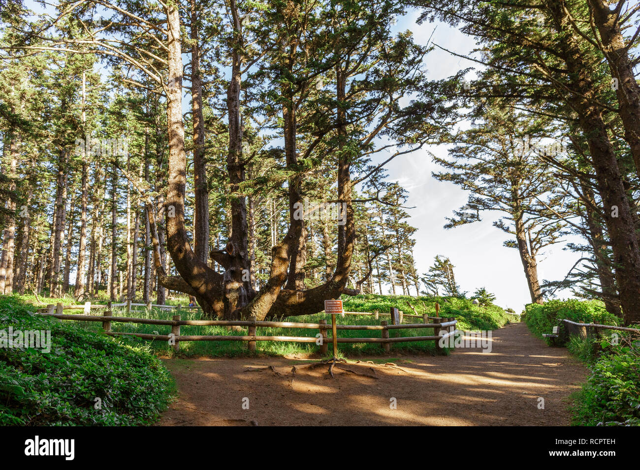 Massive oddly-shaped Octopus Tree (also known as the Council Tree, the ...