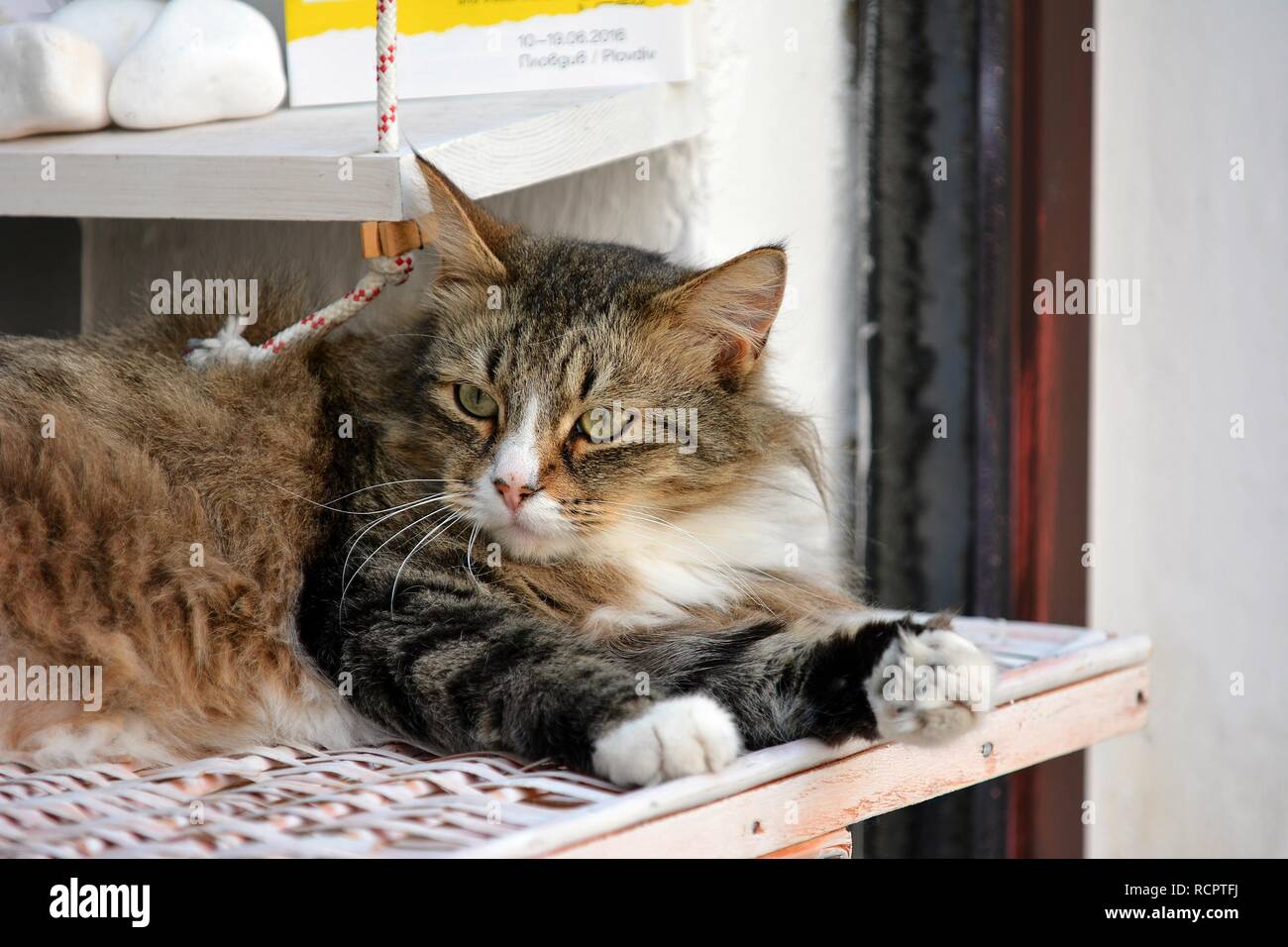 Sleep with pet hi-res stock photography and images - Alamy