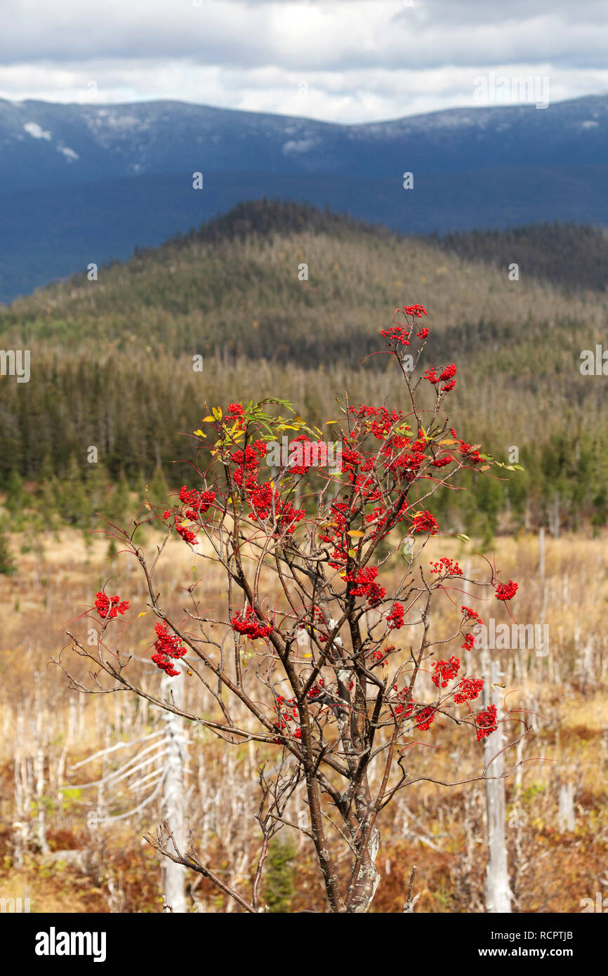 A bush in Gaspésie National Park (Parc National de la Gaspésie) on the ...