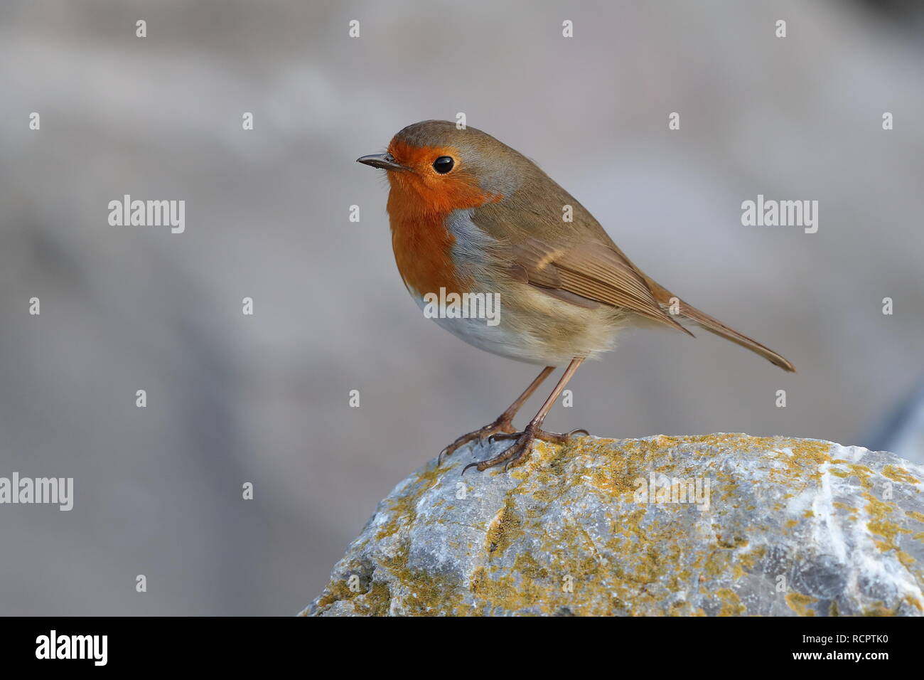 European thrushes hi-res stock photography and images - Alamy