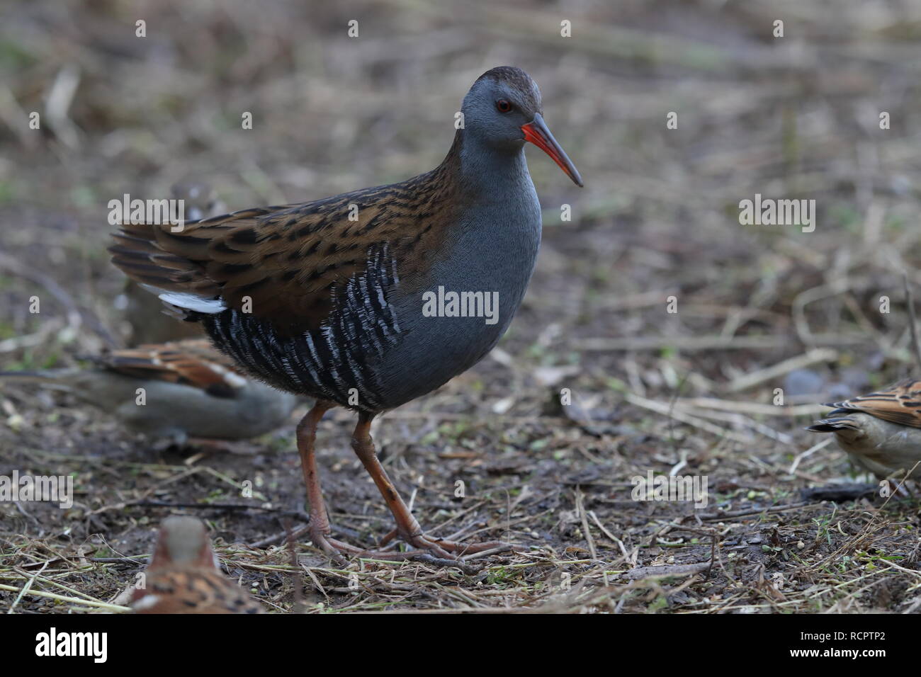 Water Rail happily feeding under the feeders Stock Photo - Alamy