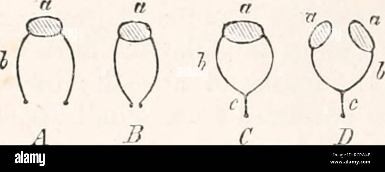 . Elements of comparative anatomy. Anatomy, Comparative. A M C L"J2 ...
