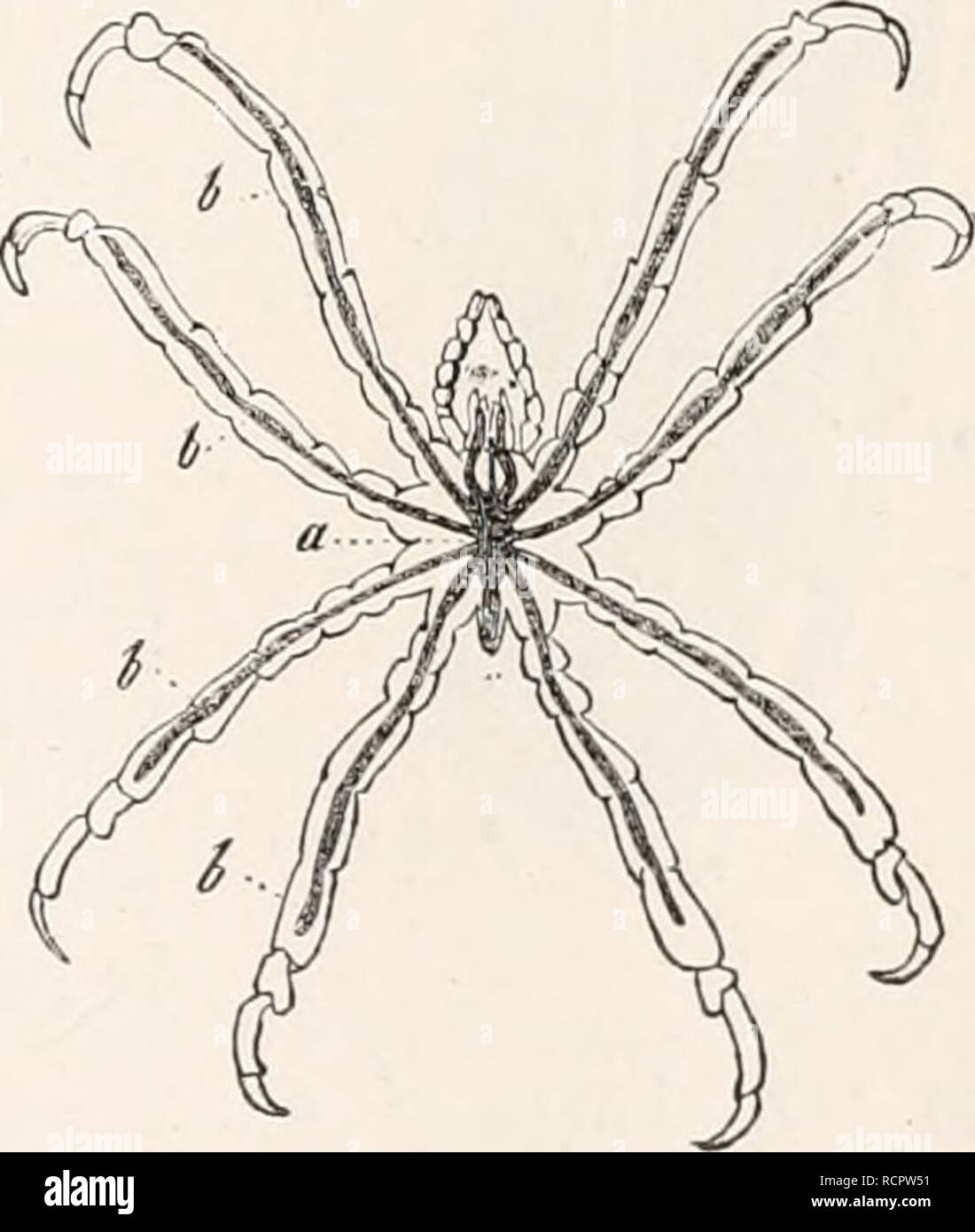 . Elements of comparative anatomy. Anatomy, Comparative. 209. The three ...