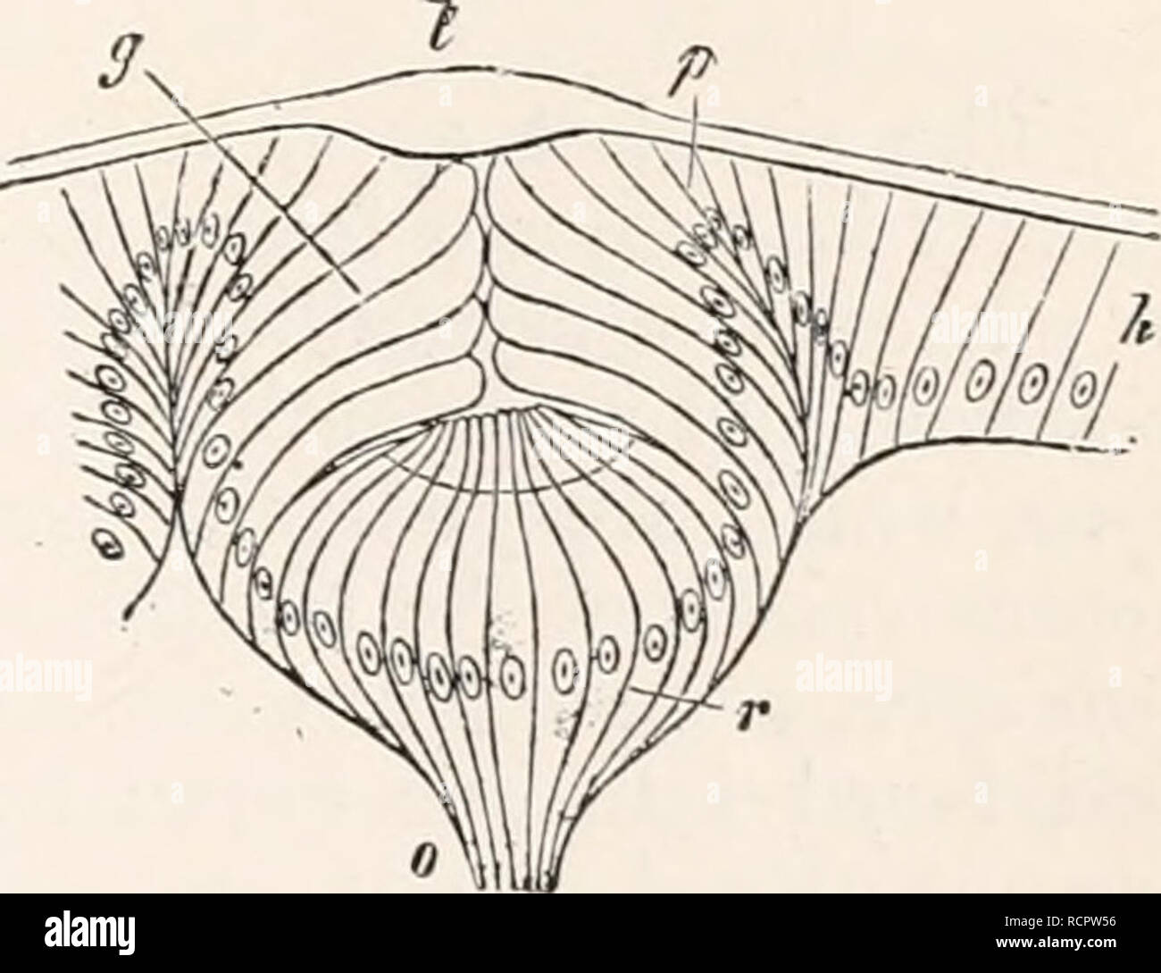 Cellular arrangements hi-res stock photography and images - Alamy