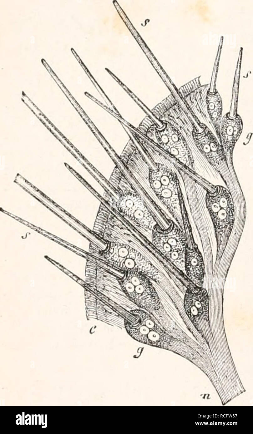 Transversi hi-res stock photography and images - Alamy