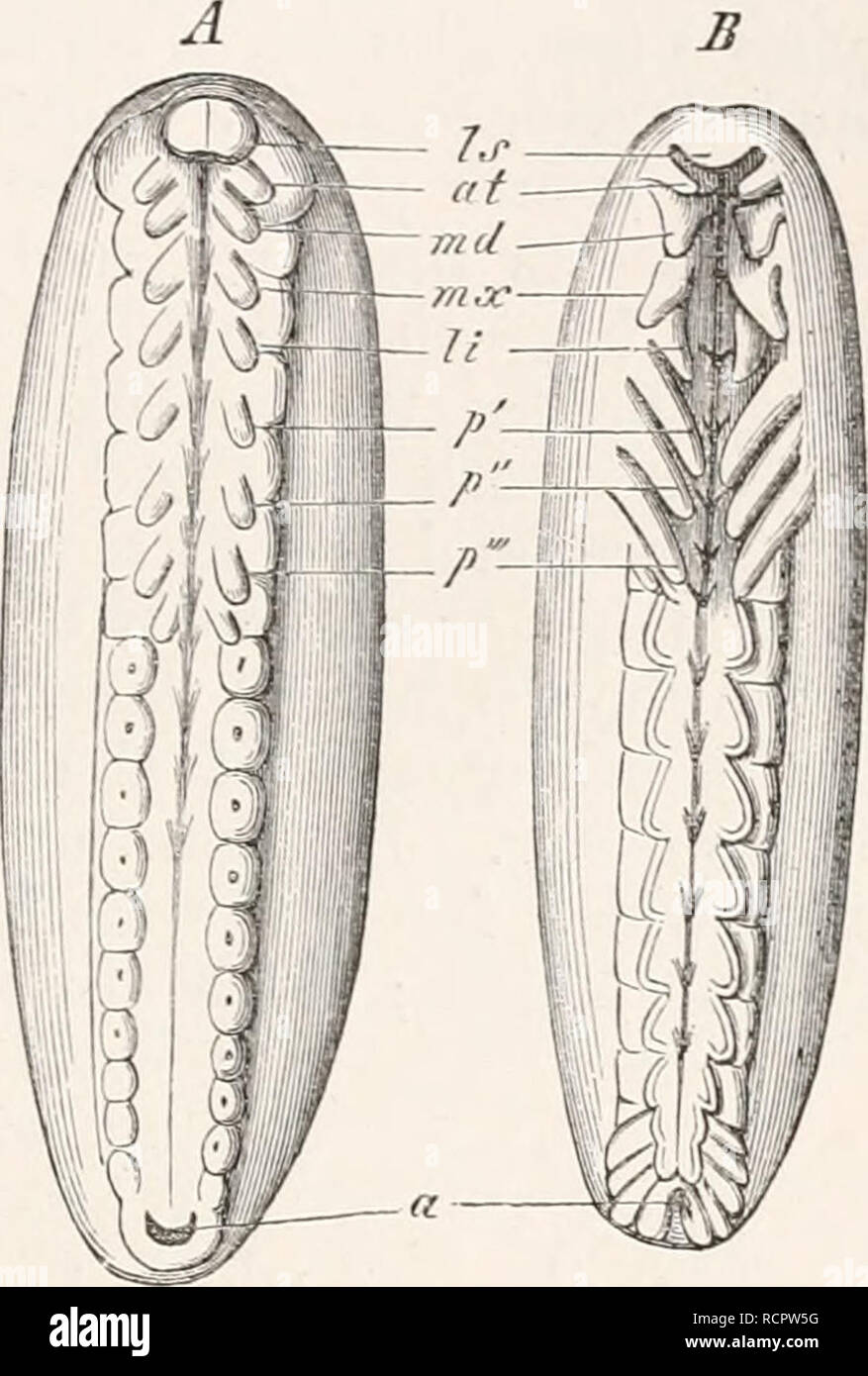 . Elements of comparative anatomy. Anatomy, Comparative. APPENDAGES OF ...