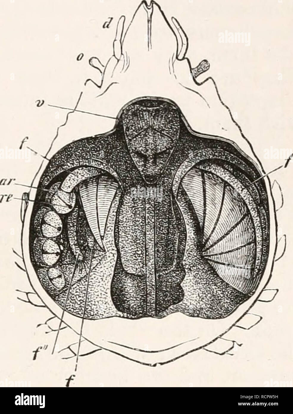 Decapoda Anatomy