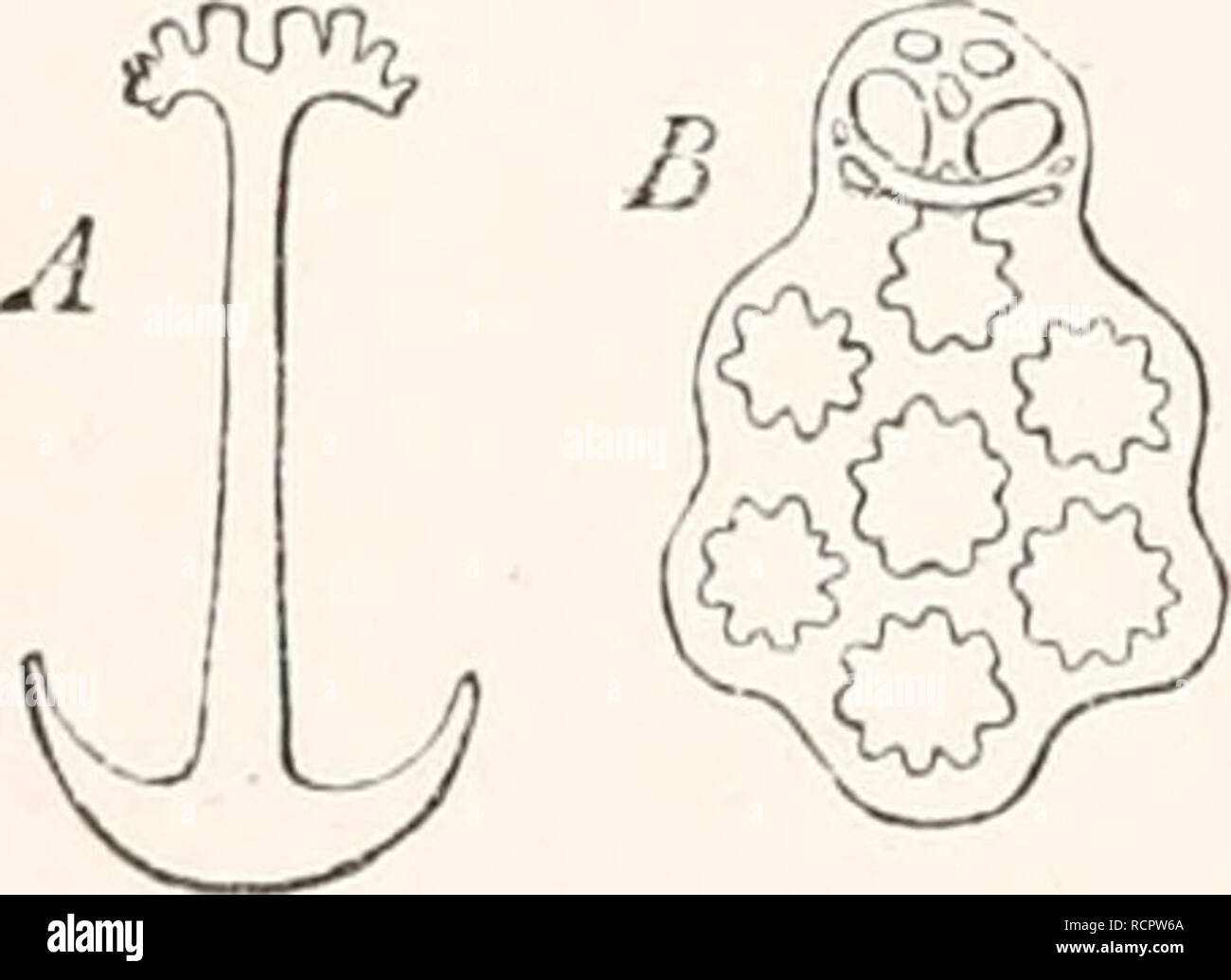 . Elements of comparative anatomy. Anatomy, Comparative. Fig. 104 ...