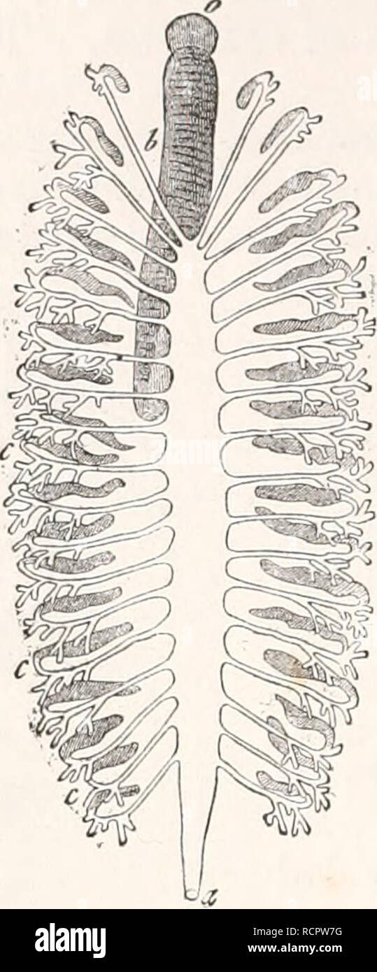 . Elements of comparative anatomy. Anatomy, Comparative. 162 ...