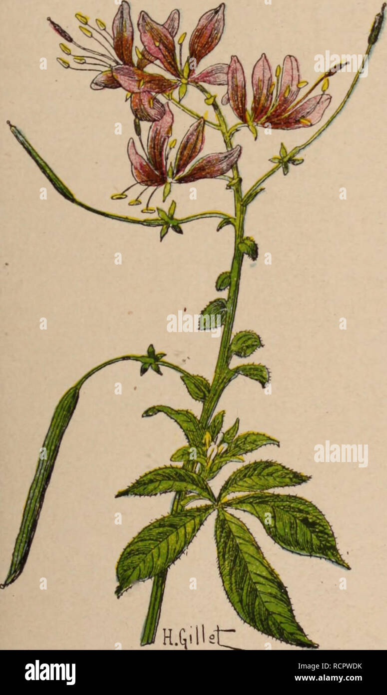 Tige ligneuse hi-res stock photography and images - Alamy