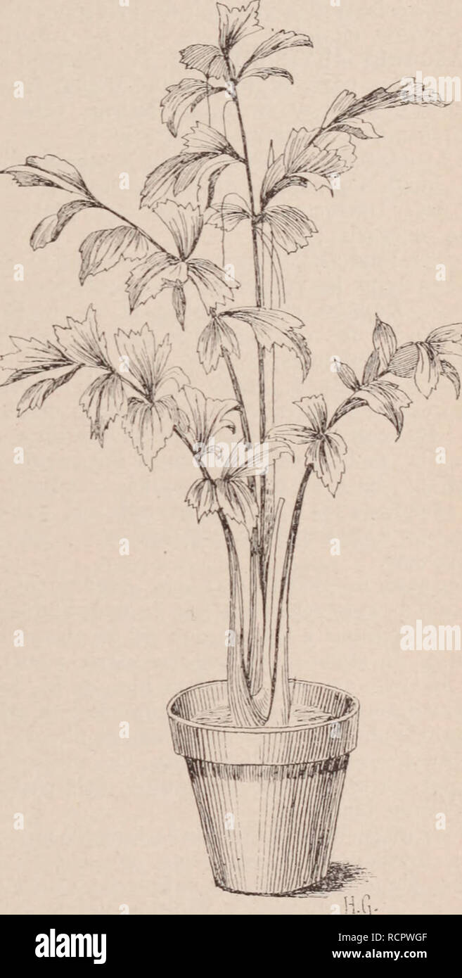 Farineux High Resolution Stock Photography and Images - Alamy