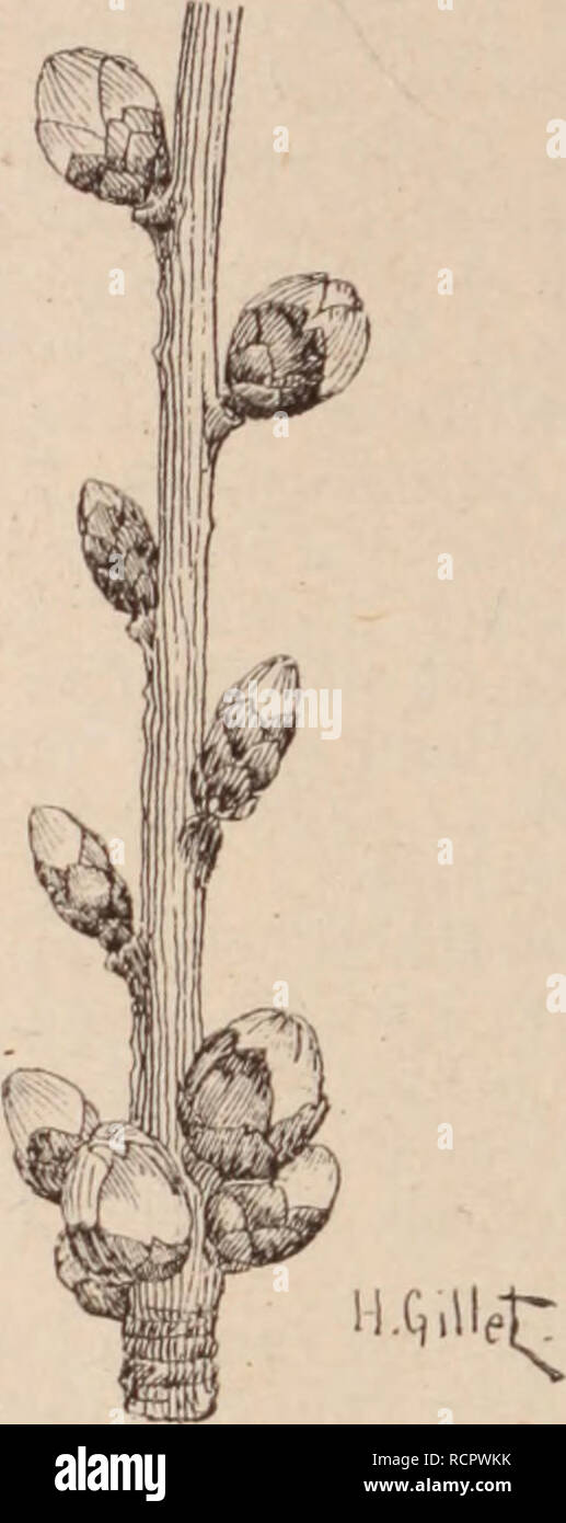 La branche de gui hi-res stock photography and images - Alamy