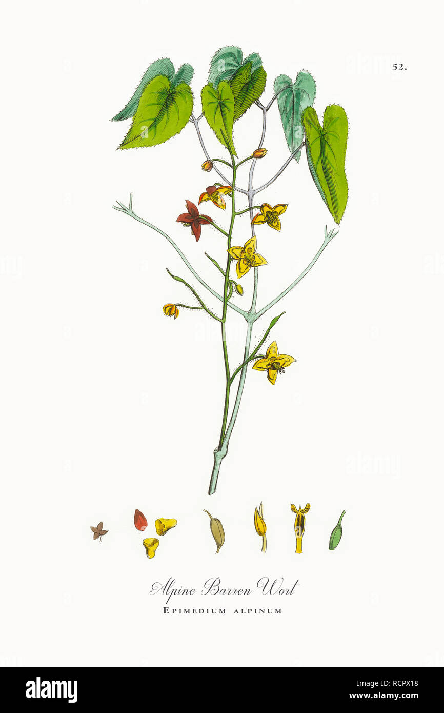 Antique Hand-Colored Victorian Botanical Illustration, Circa 1863 Stock ...