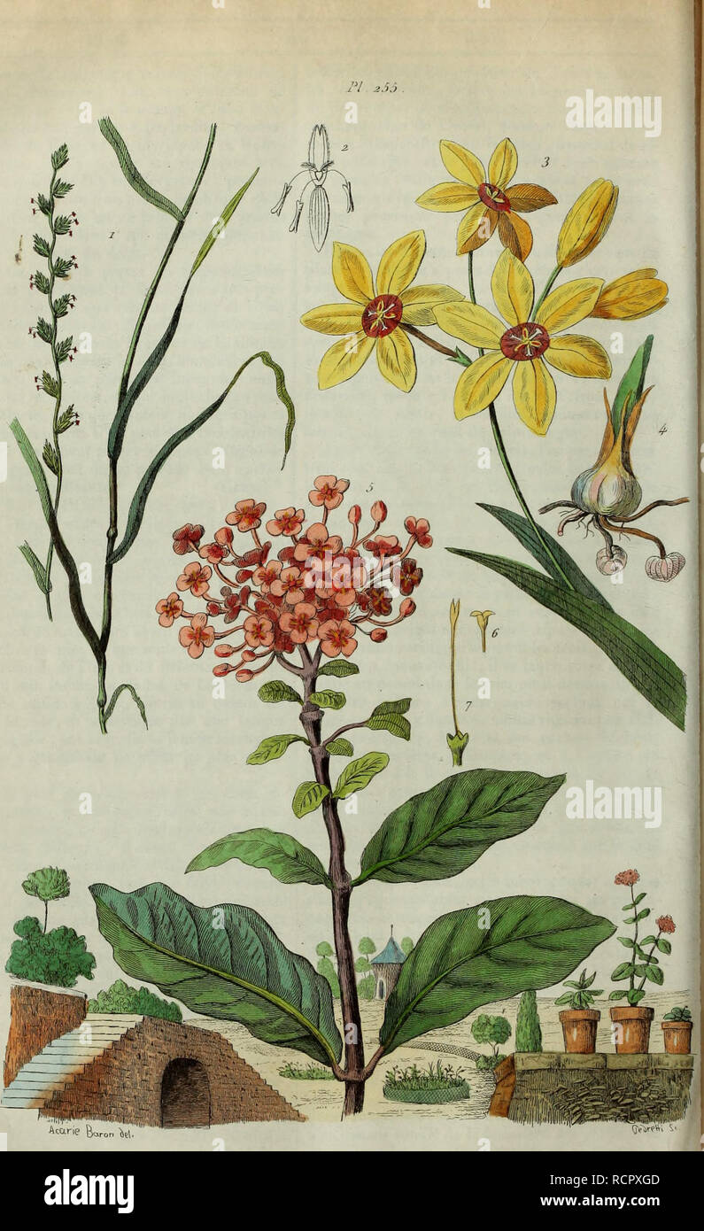 . Dictionnaire pittoresque d'histoire naturelle et des phÃ©nomÃ¨nes de ...