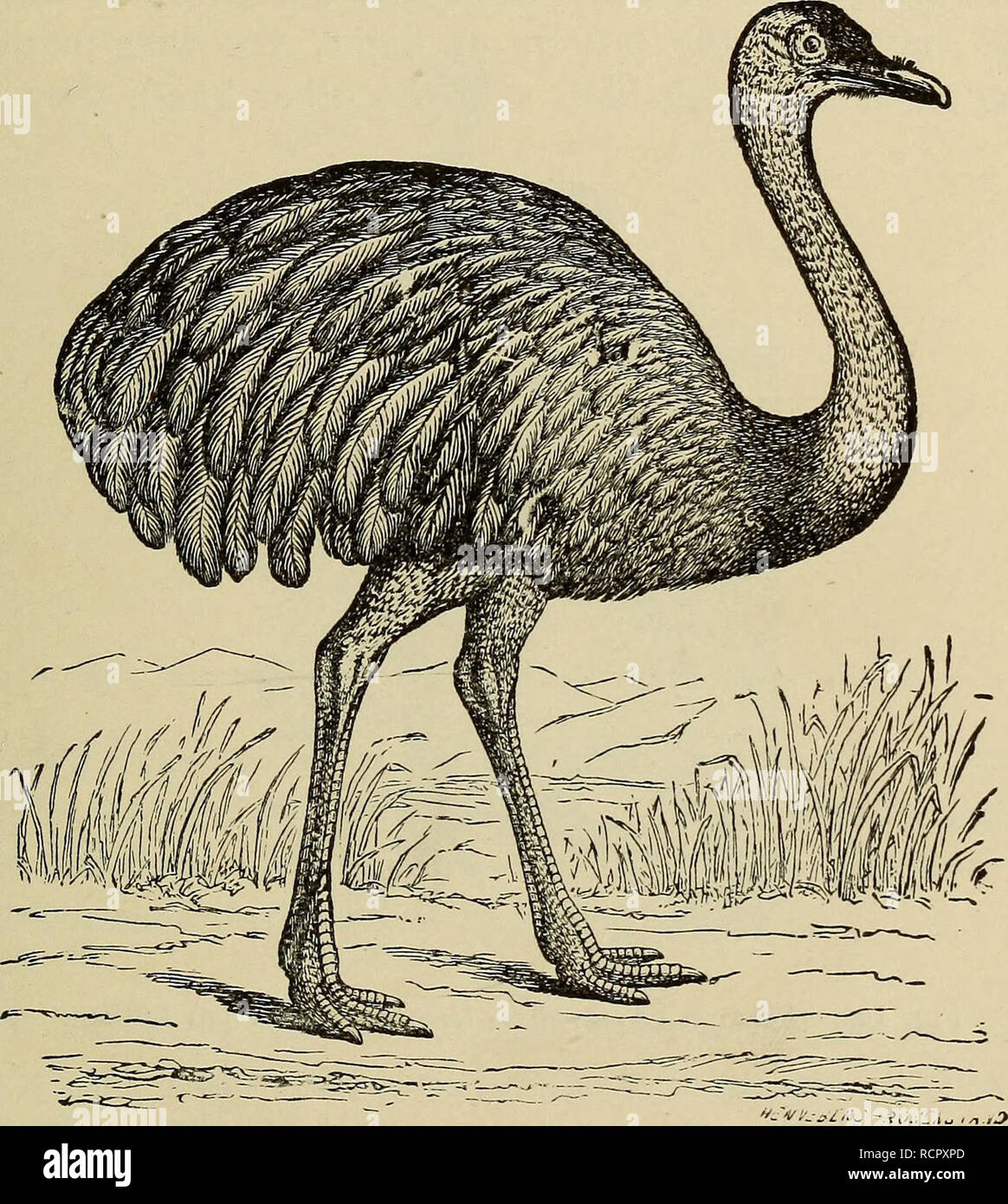 Three birds scratching hi-res stock photography and images - Alamy